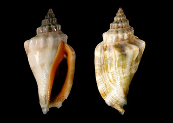 凤螺总科 Strombacea 蓝色动物学（中国动物学科普）